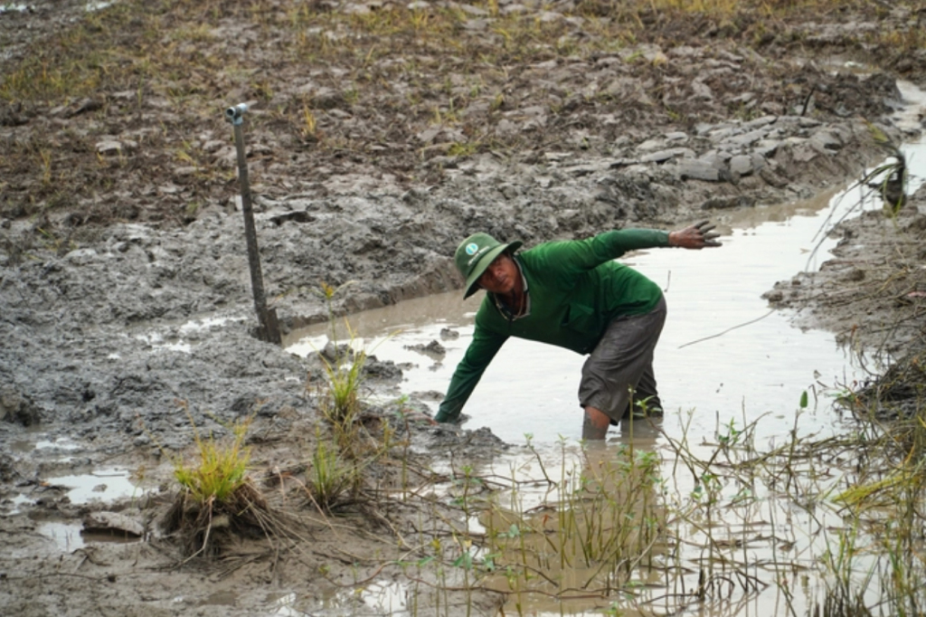 1 ha of rice requires USD 3,890 to achieve net zero emissions | NetZero ...