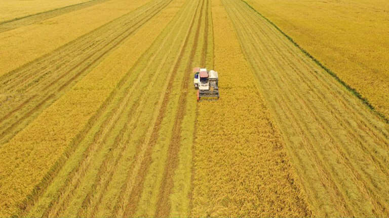 Việt Nam tiên phong áp dụng chuẩn carbon mới cho lúa nước | NetZero.VN ...