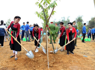 Tree-planting programme exceeds one-billion-tree goal | NetZero.VN ...